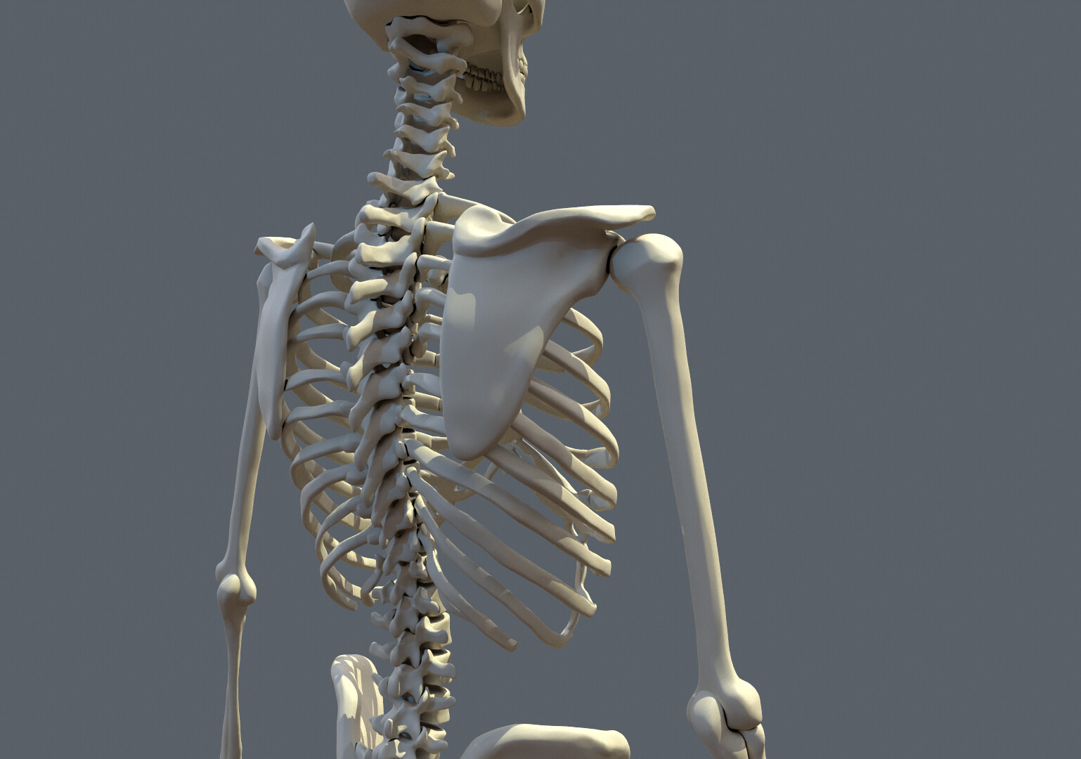 Bo Vogelzang - Écorché | Anatomy Study