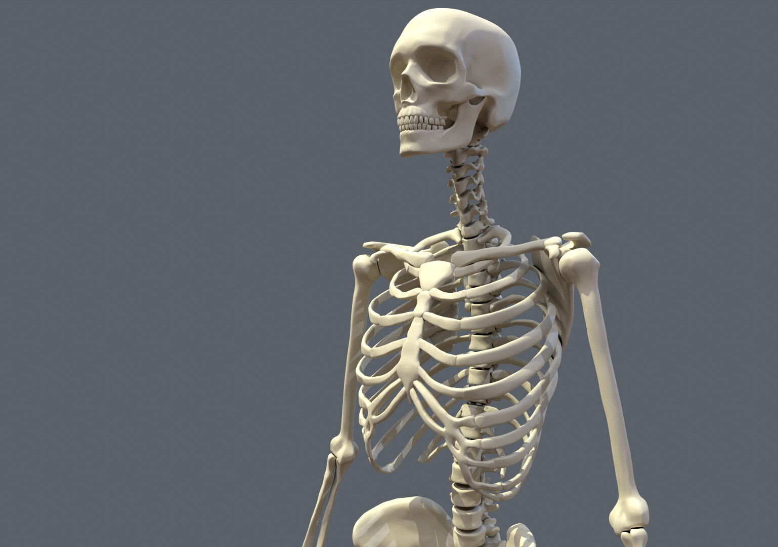 Bo Vogelzang - Écorché | Anatomy Study