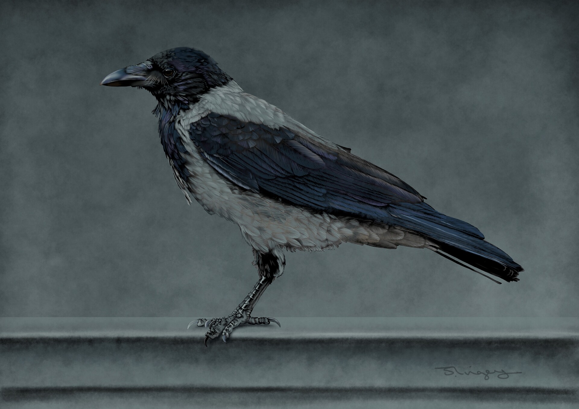 ArtStation - British Corvids