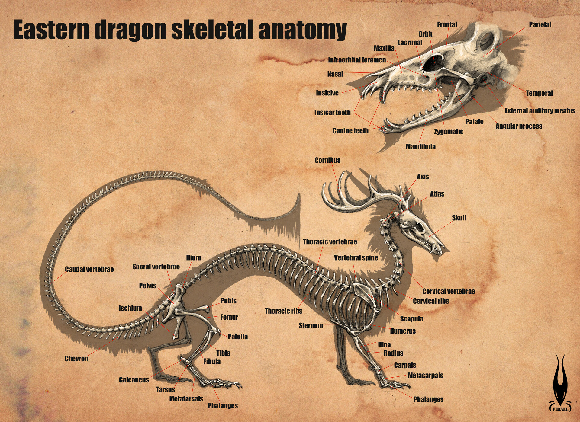ArtStation - Fantasy creatures skeleton and skull anatomy
