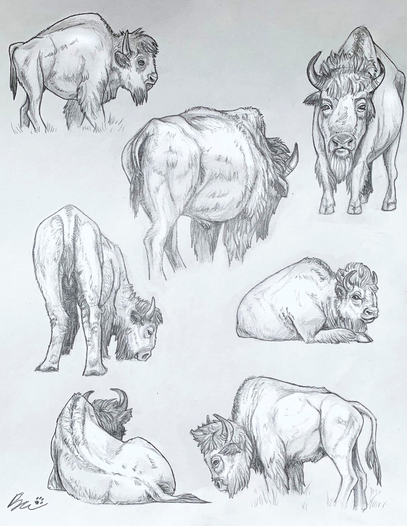 ArtStation - Bison Studies