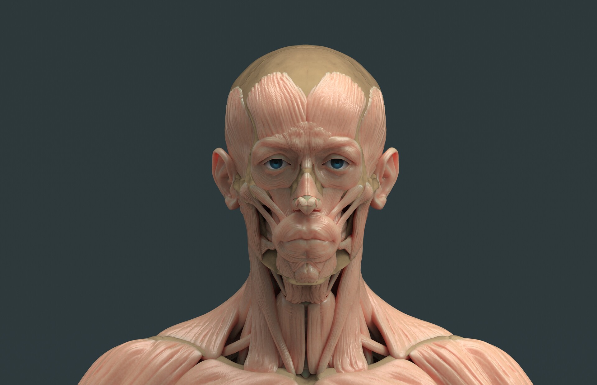 ArtStation - Anatomy Study - Male Ecorche