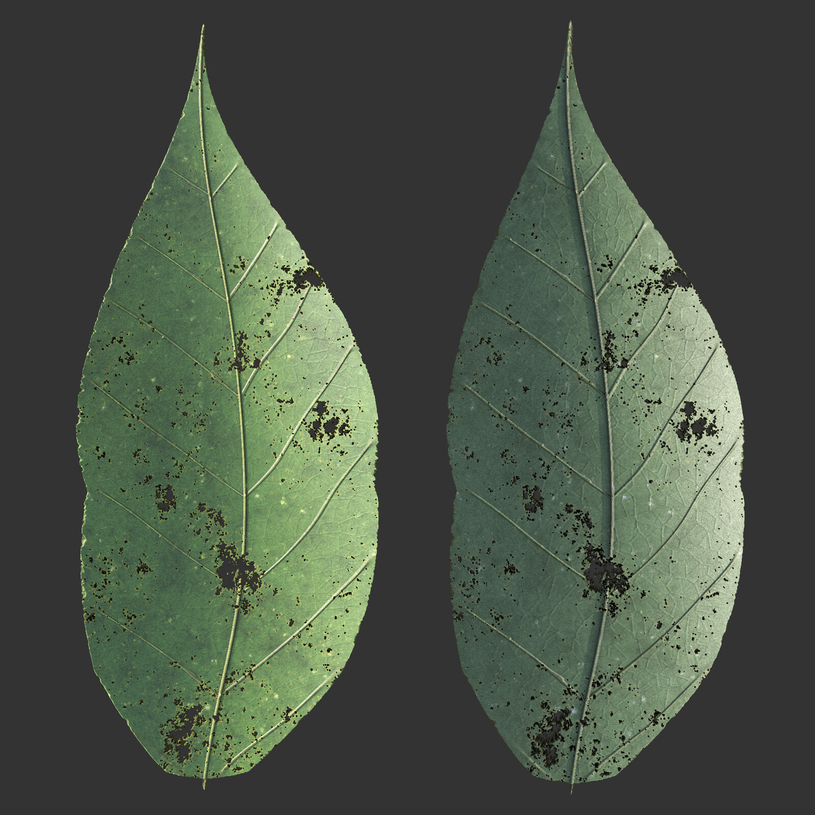 TextureCan - Leaf Generator