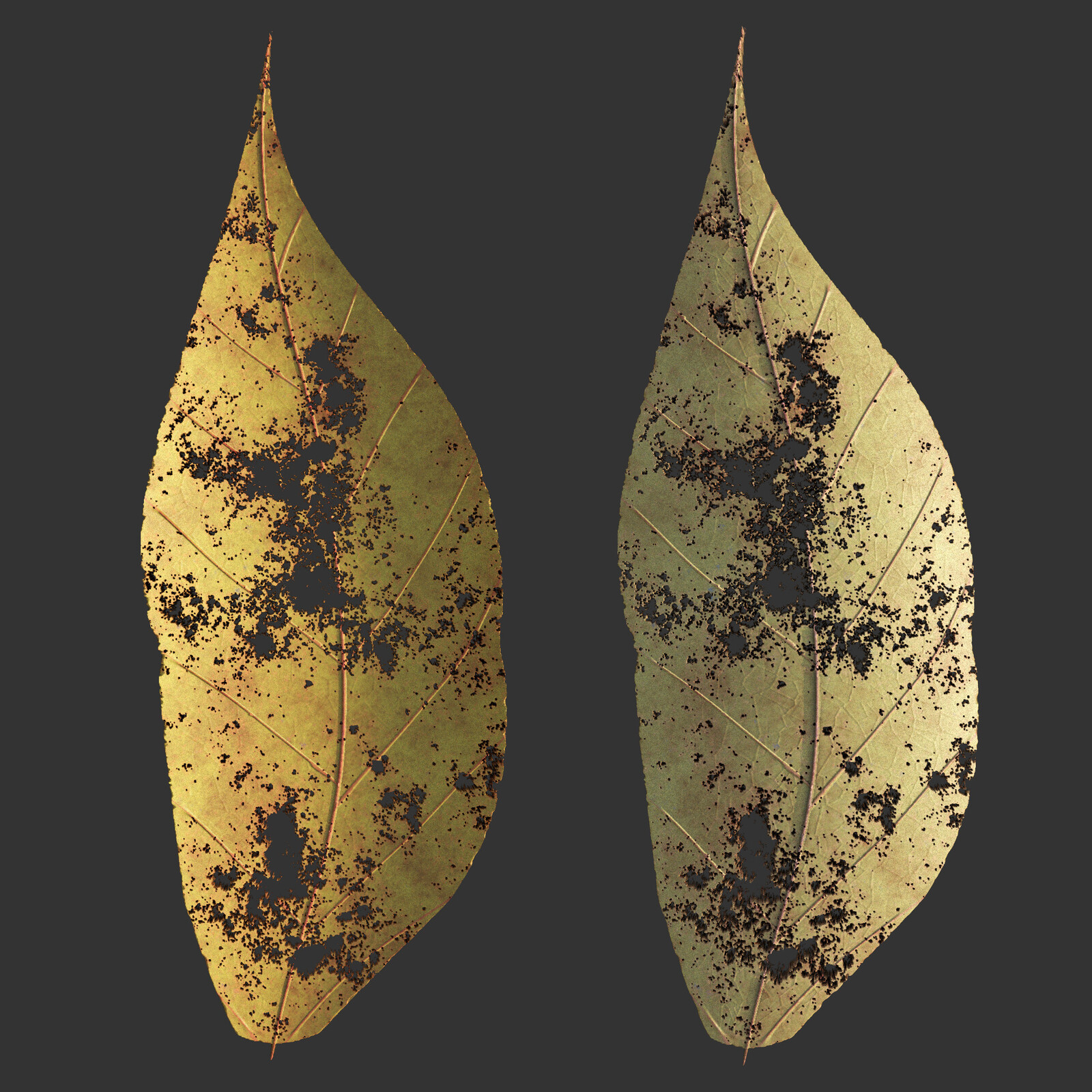 TextureCan - Leaf Generator