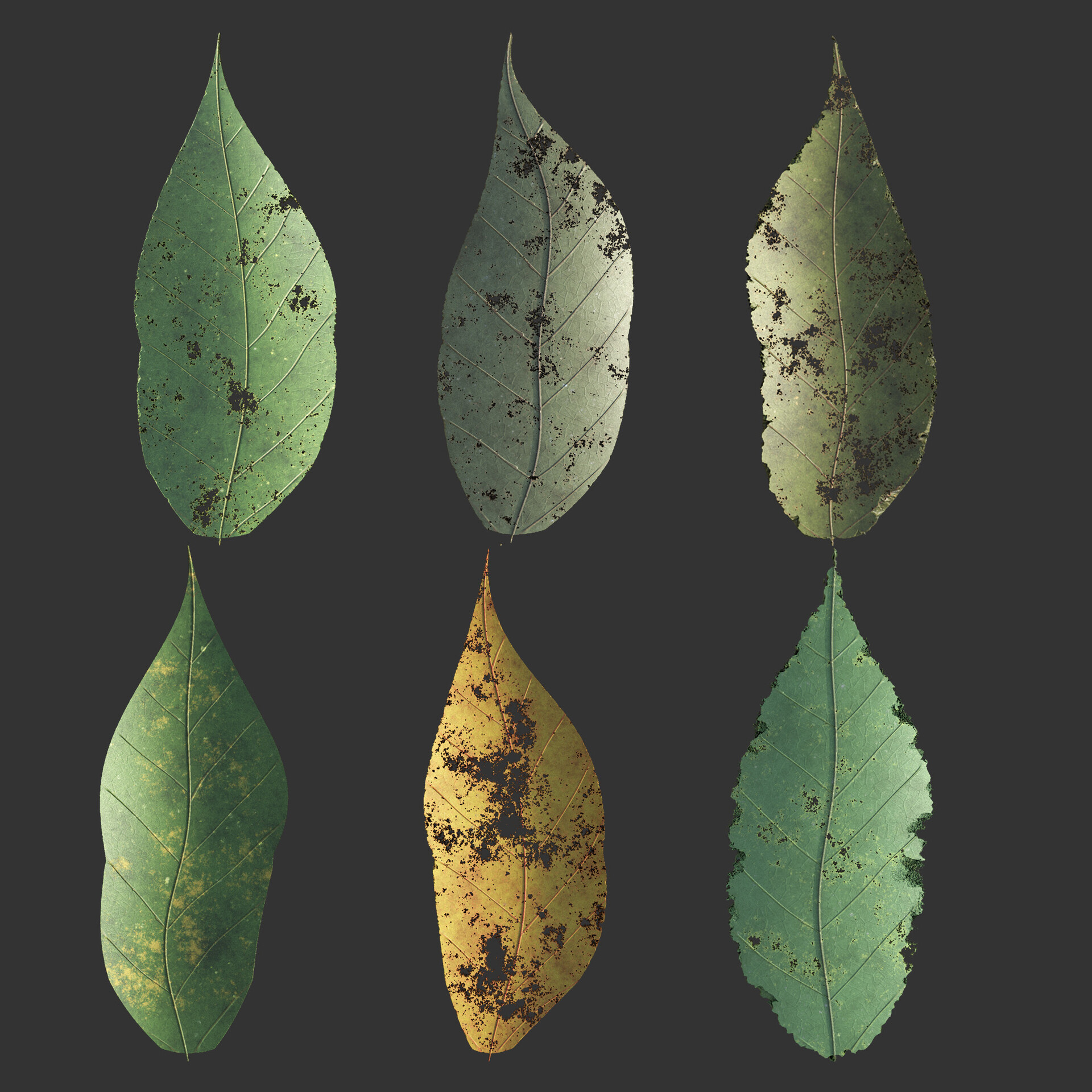 TextureCan - Leaf Generator