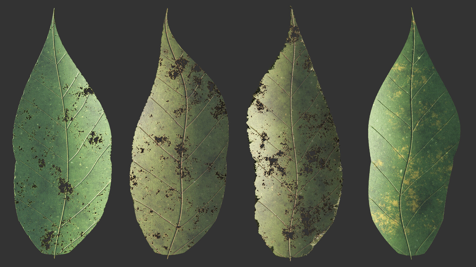 TextureCan - Leaf Generator