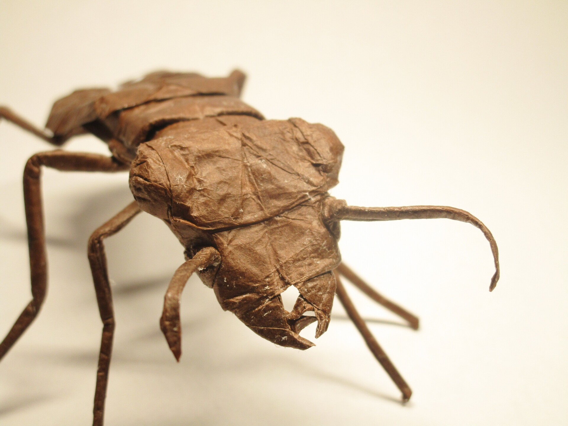 Drew Heskett - Tiger Beetle V2