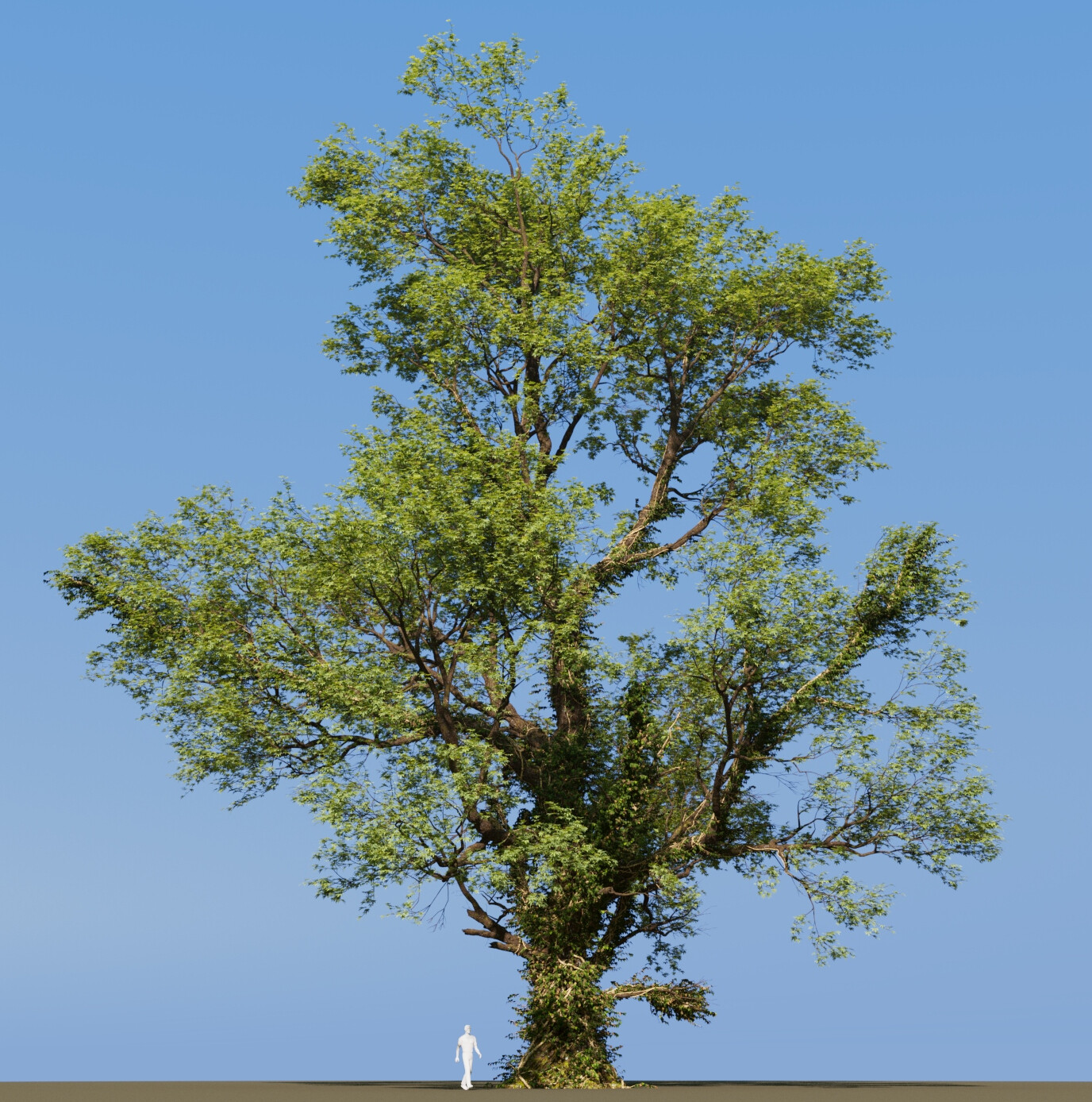 ArtStation - Broadleaf tree wip