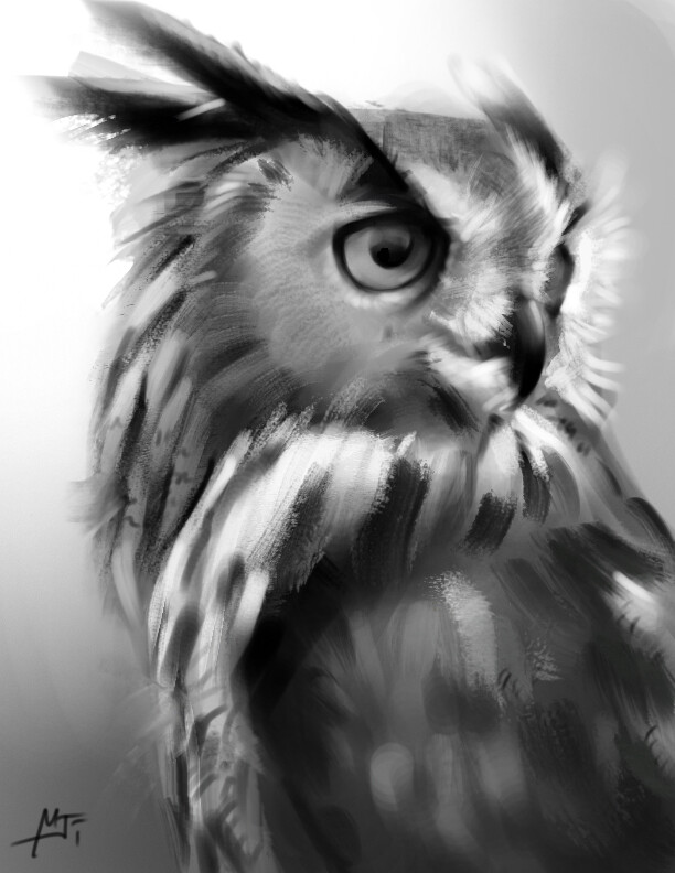 ArtStation - Owl study