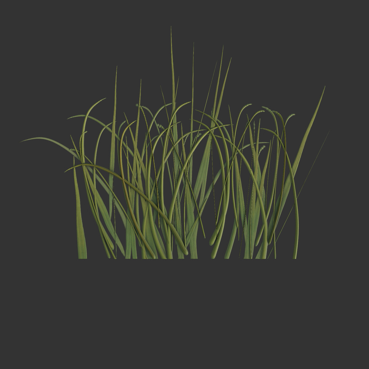 Tall Grass Texture