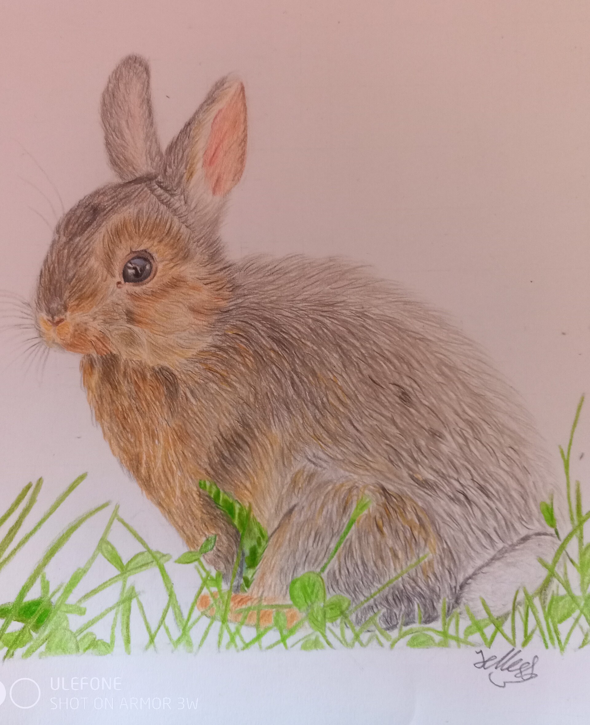 Pygmy Rabbit Drawing