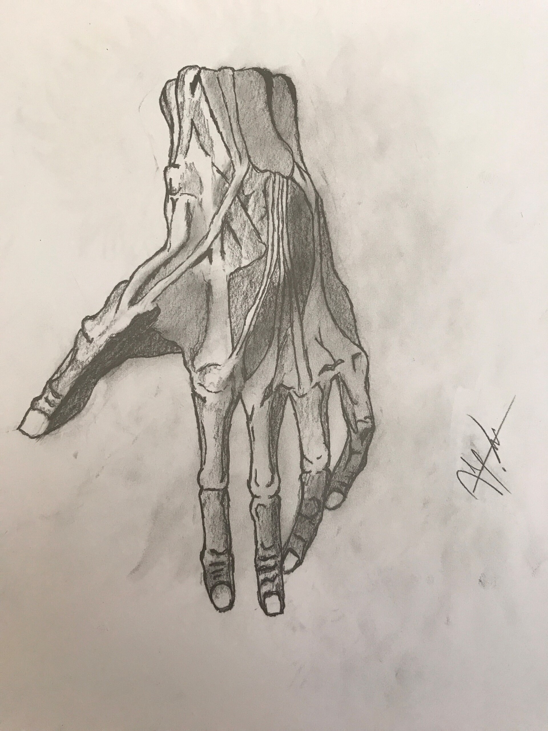 ArtStation - Hand without skin