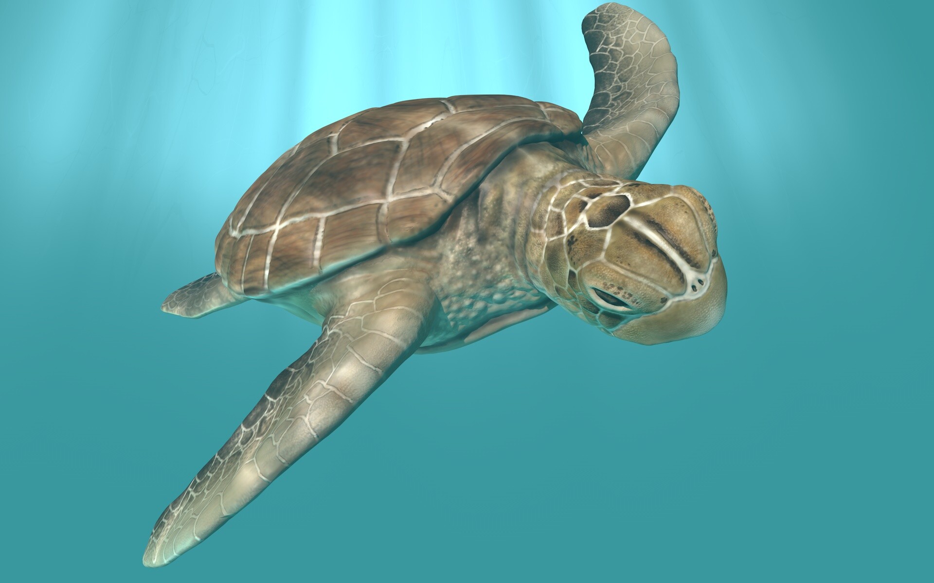 ArtStation - Sea turtle