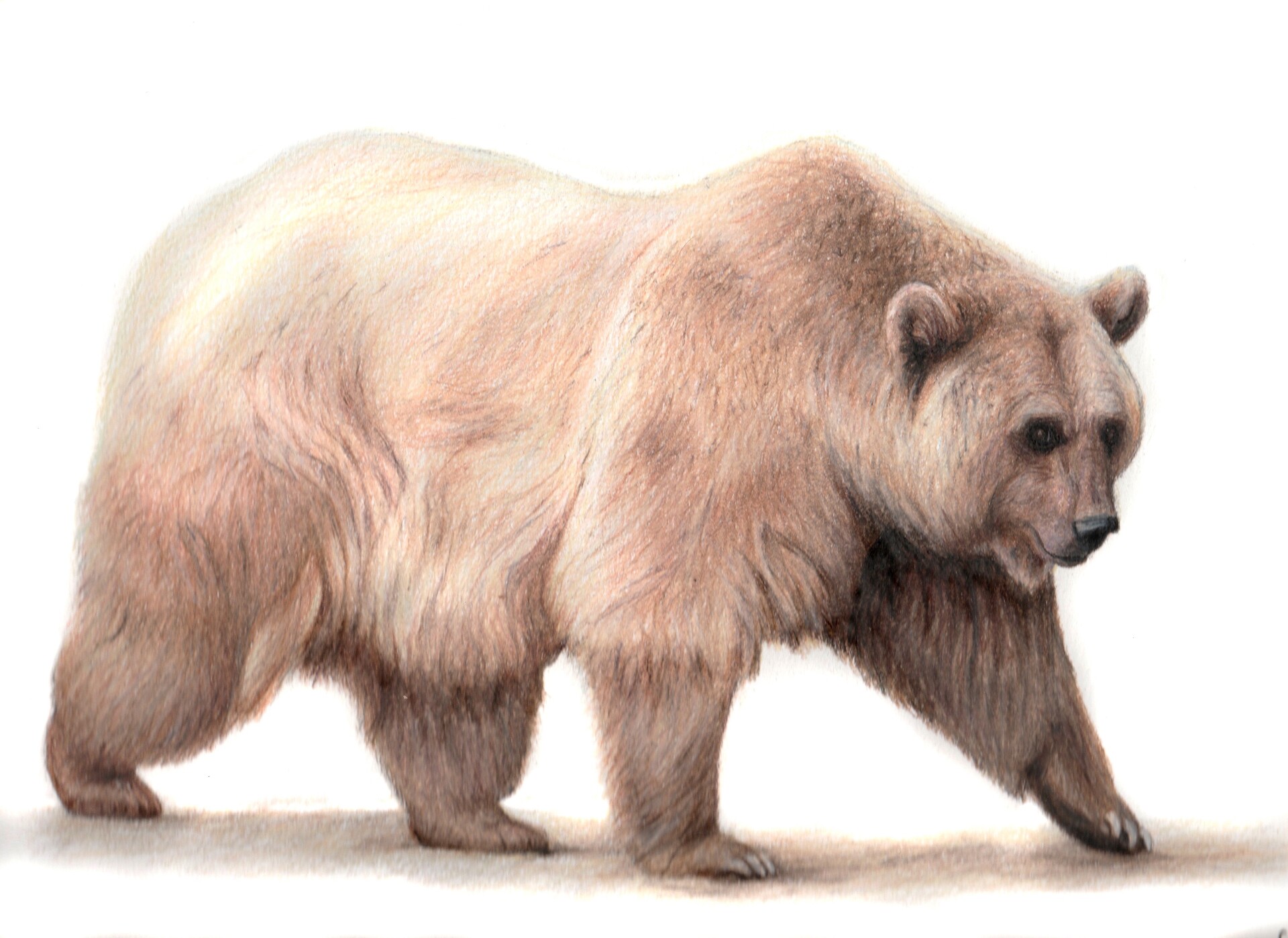 syrian brown bear