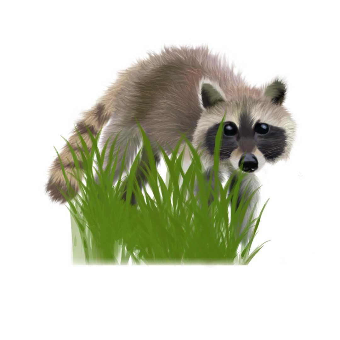 ArtStation - Racoon 🦝