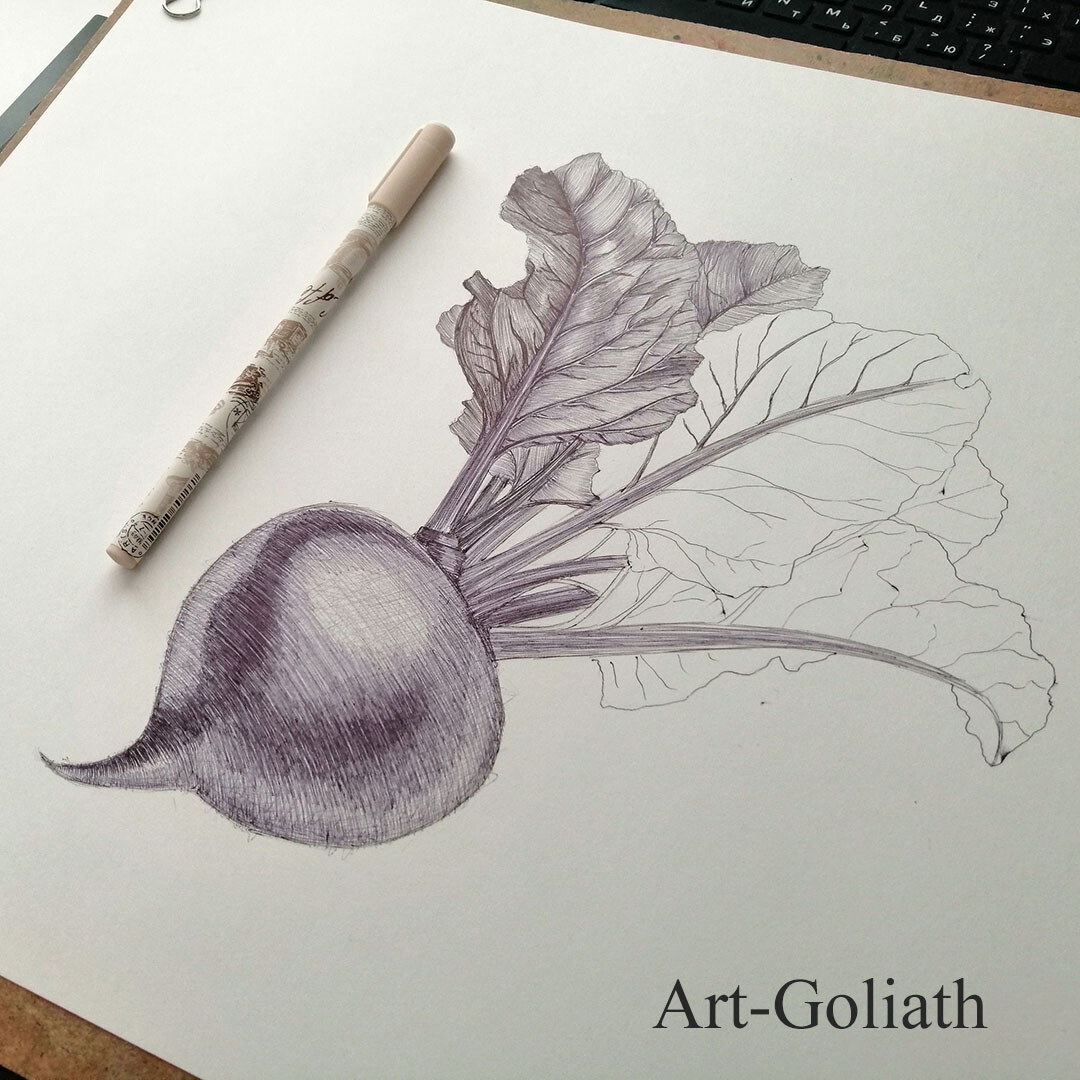 beetroot drawing shading