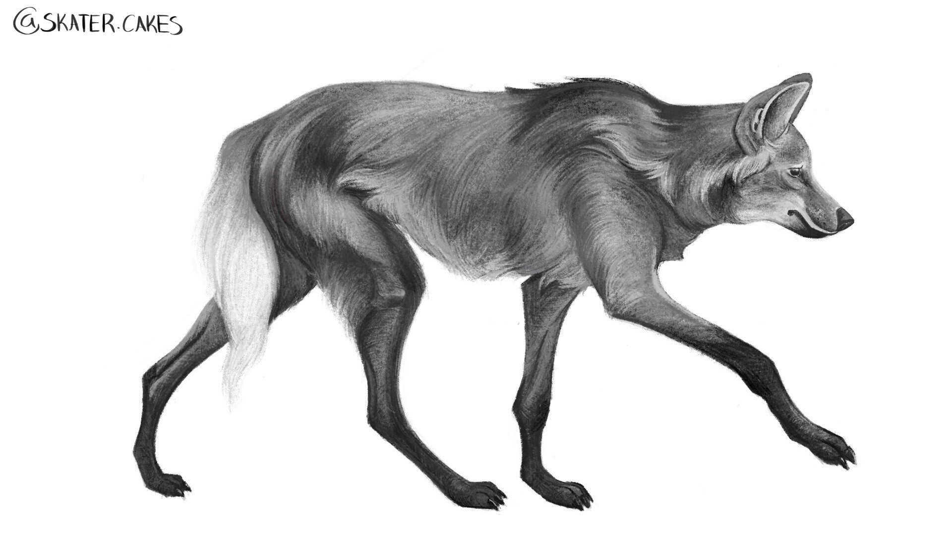 ArtStation - Maned wolf Studies