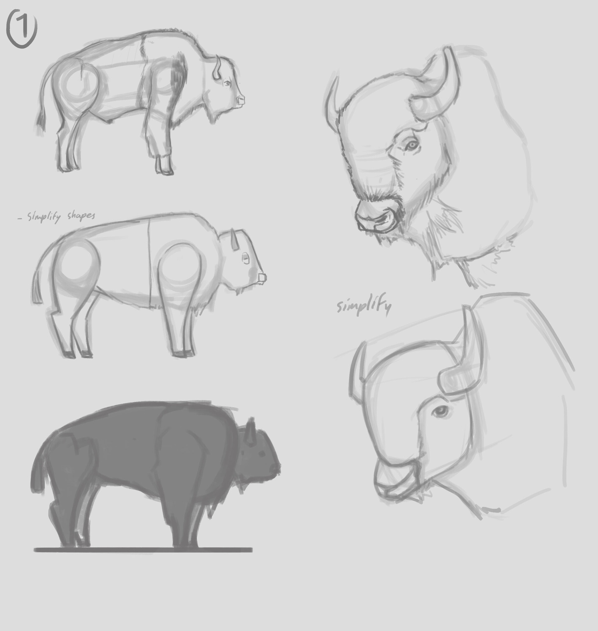 ArtStation - Study of some American bison positions