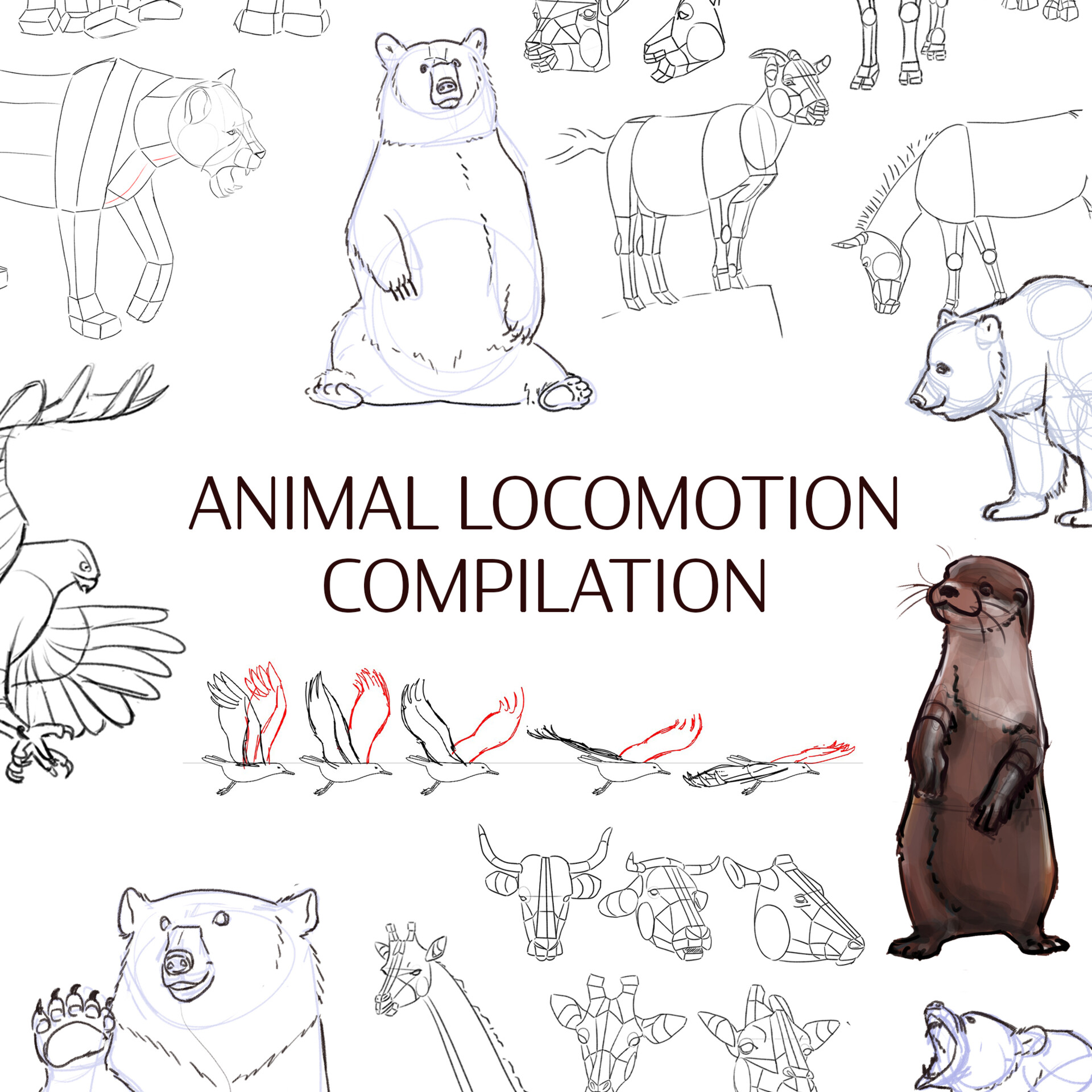 ArtStation - Animal Locomotion Sketchbook