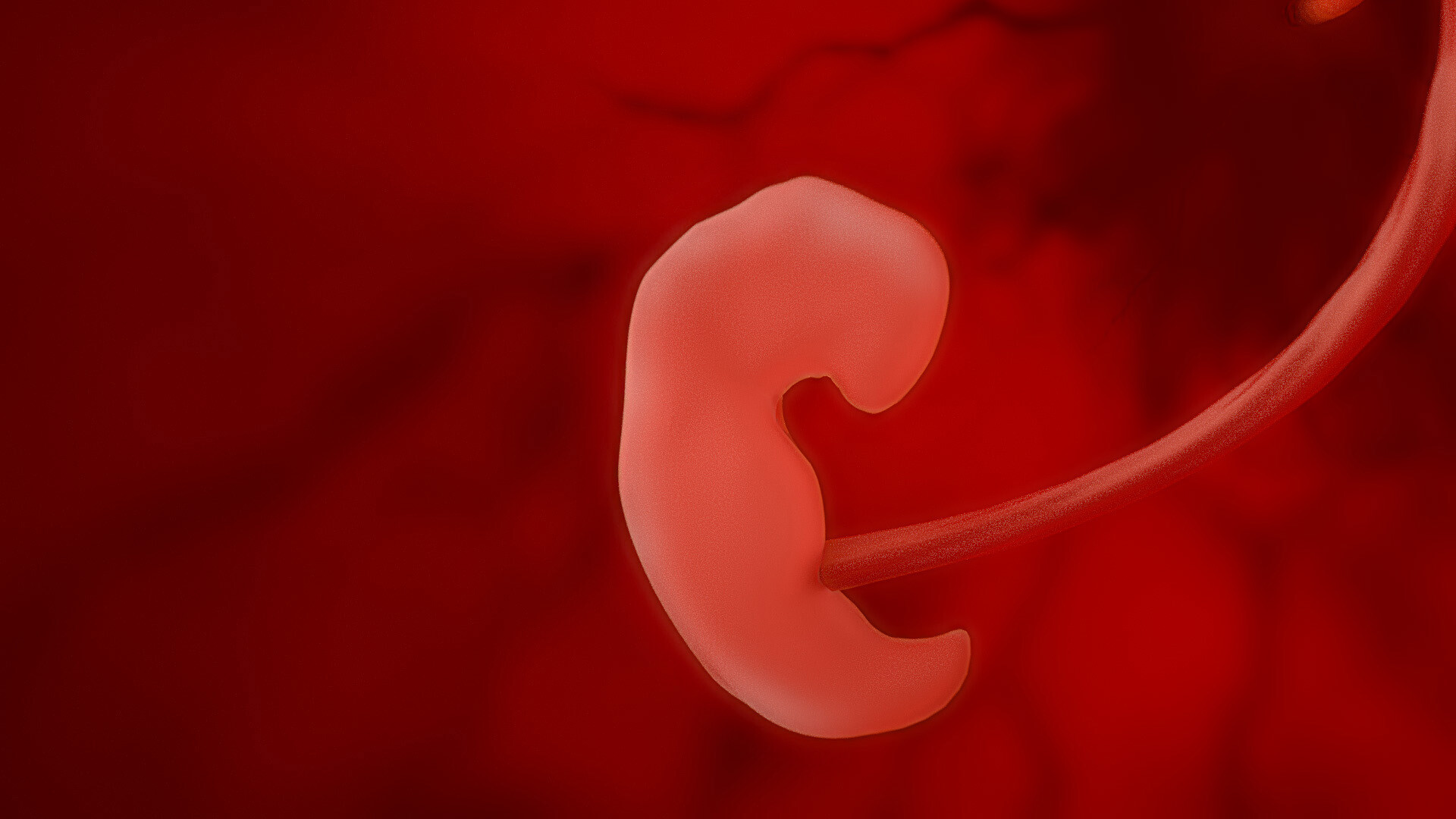 ArtStation - Fetus growth animation