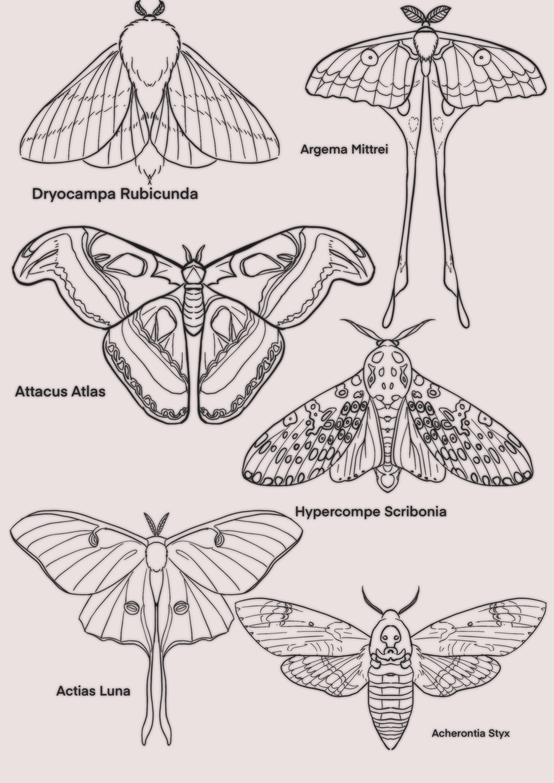 ArtStation - Moth flash 💡
