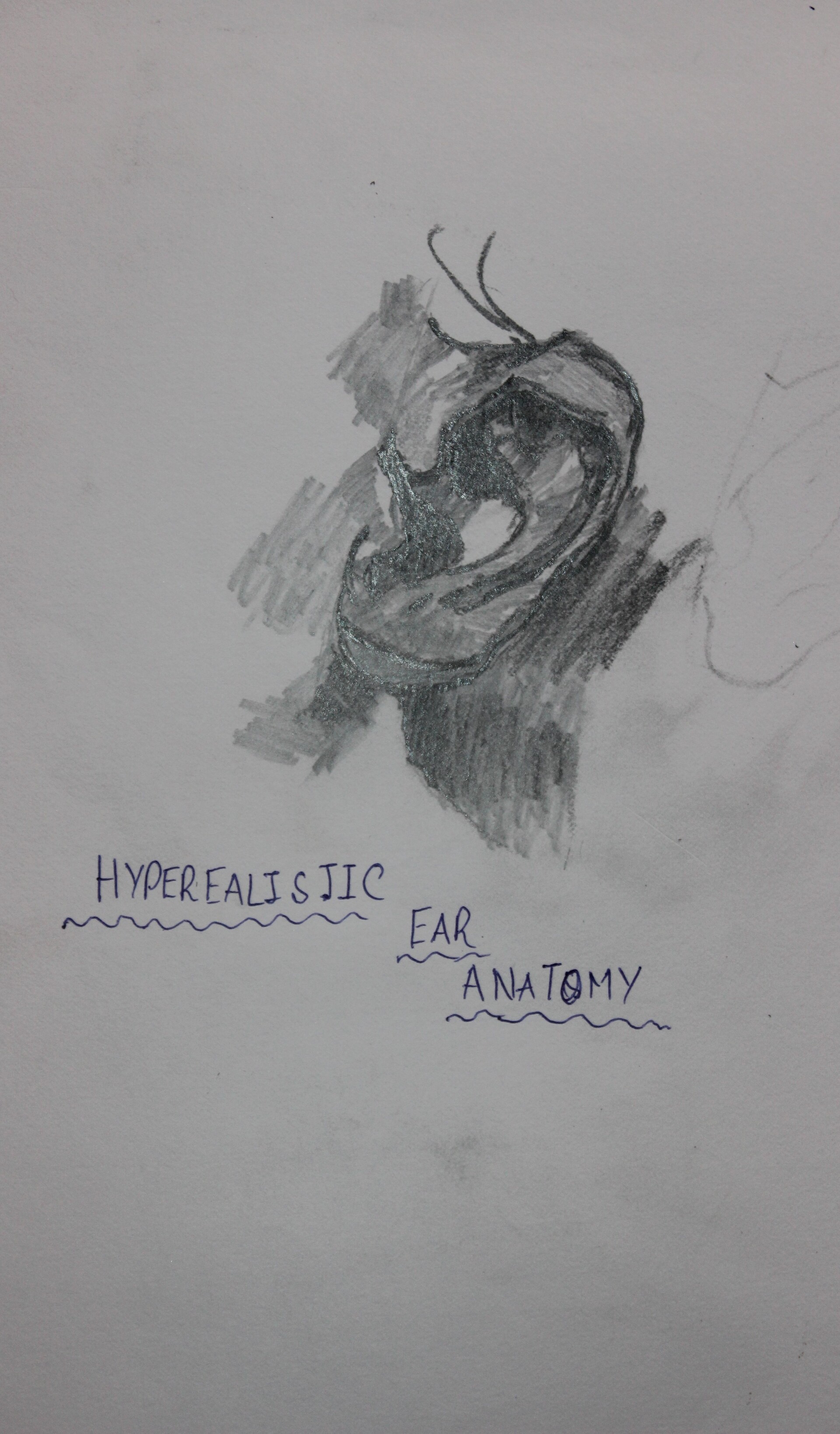 ArtStation - Hyper Realistic Ear Anatomy