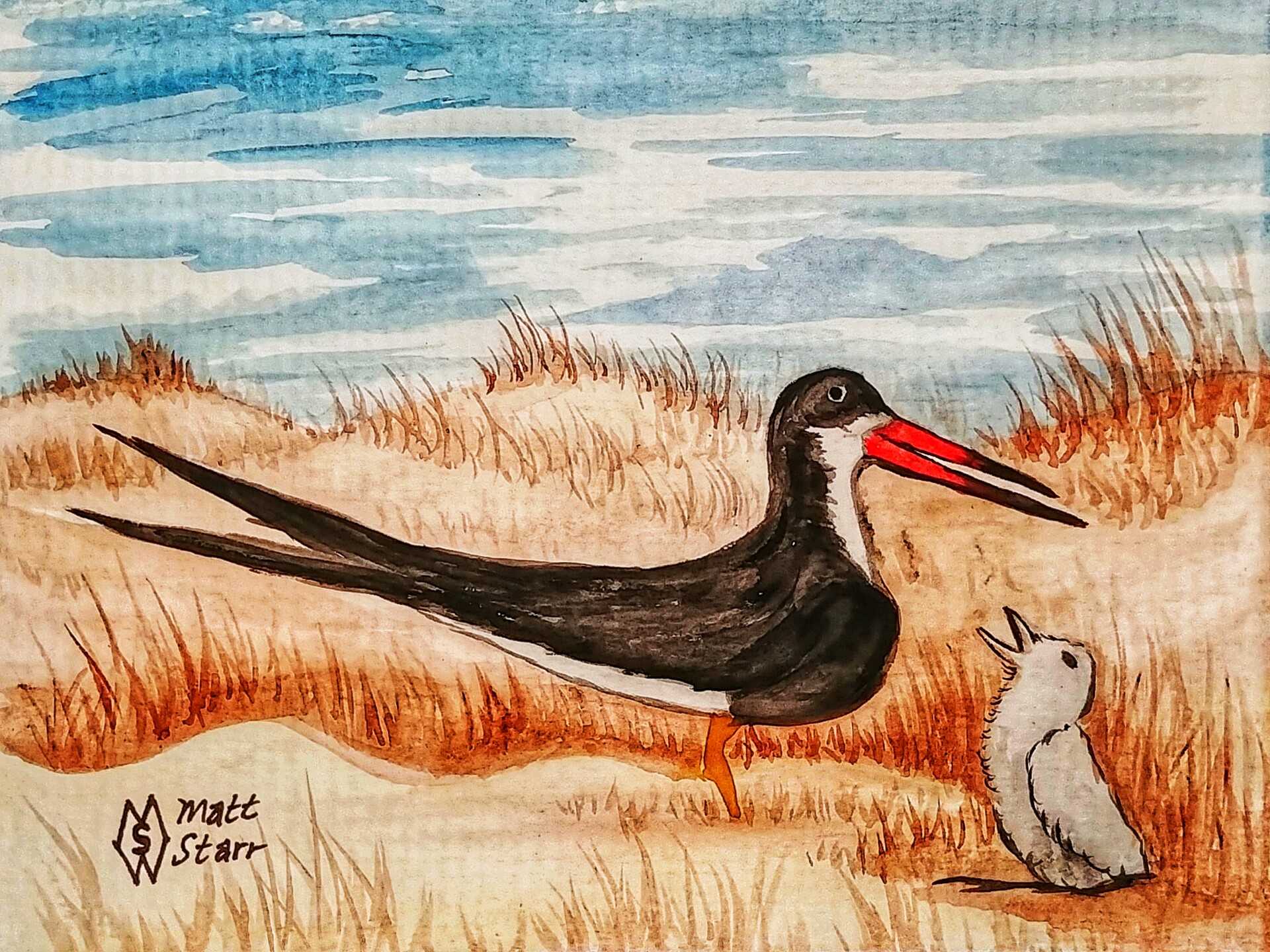 ArtStation - Black Skimmer and Chick