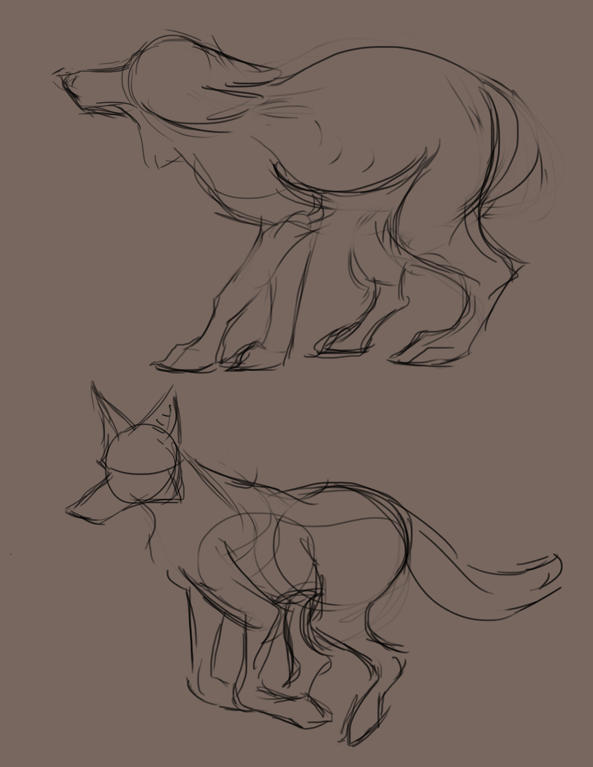 coyote drawing reference
