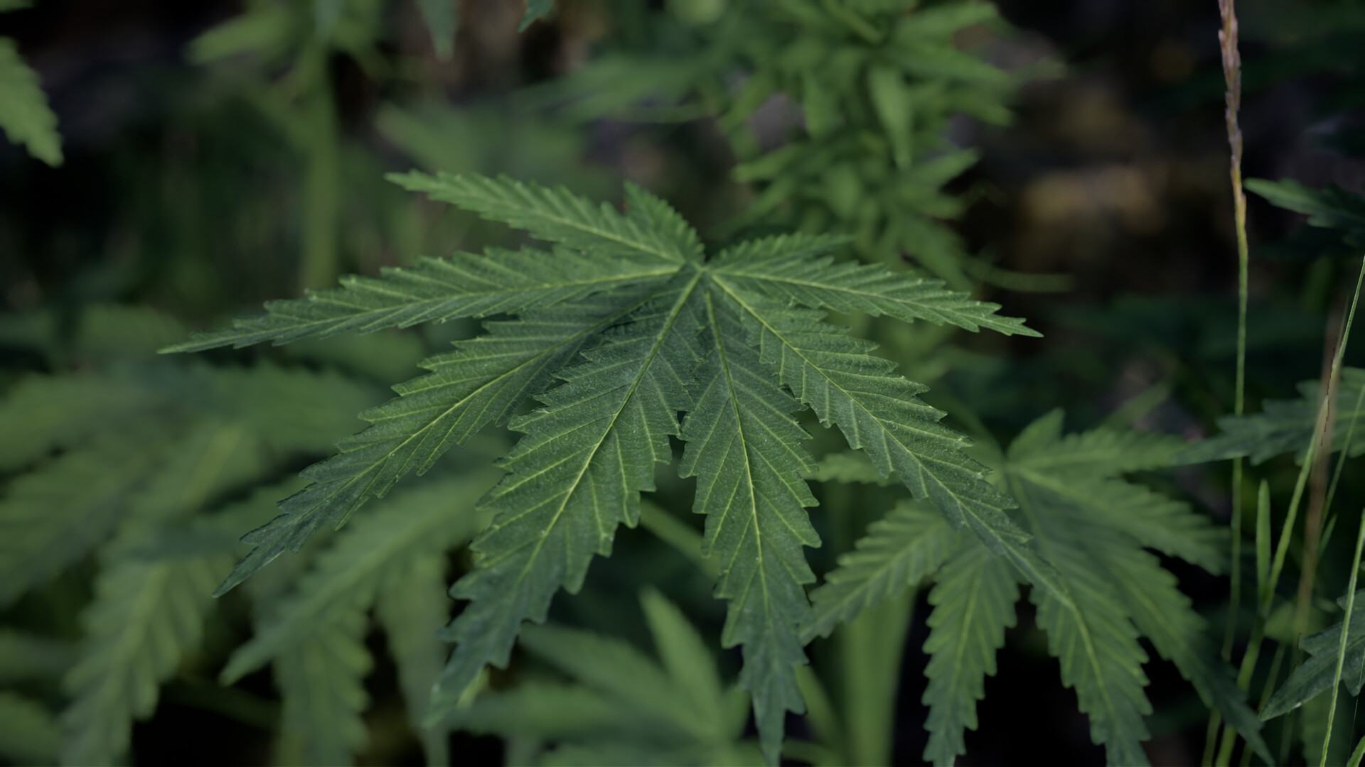 ArtStation - Cannabis in Real-time