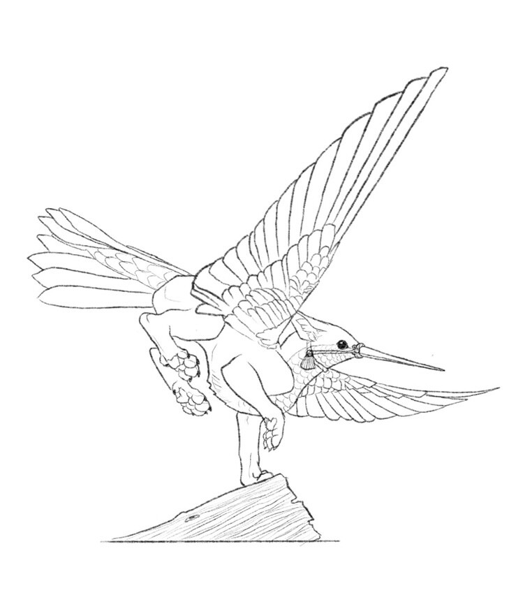 Lex Seegmiller - Hummingbird Gryffin