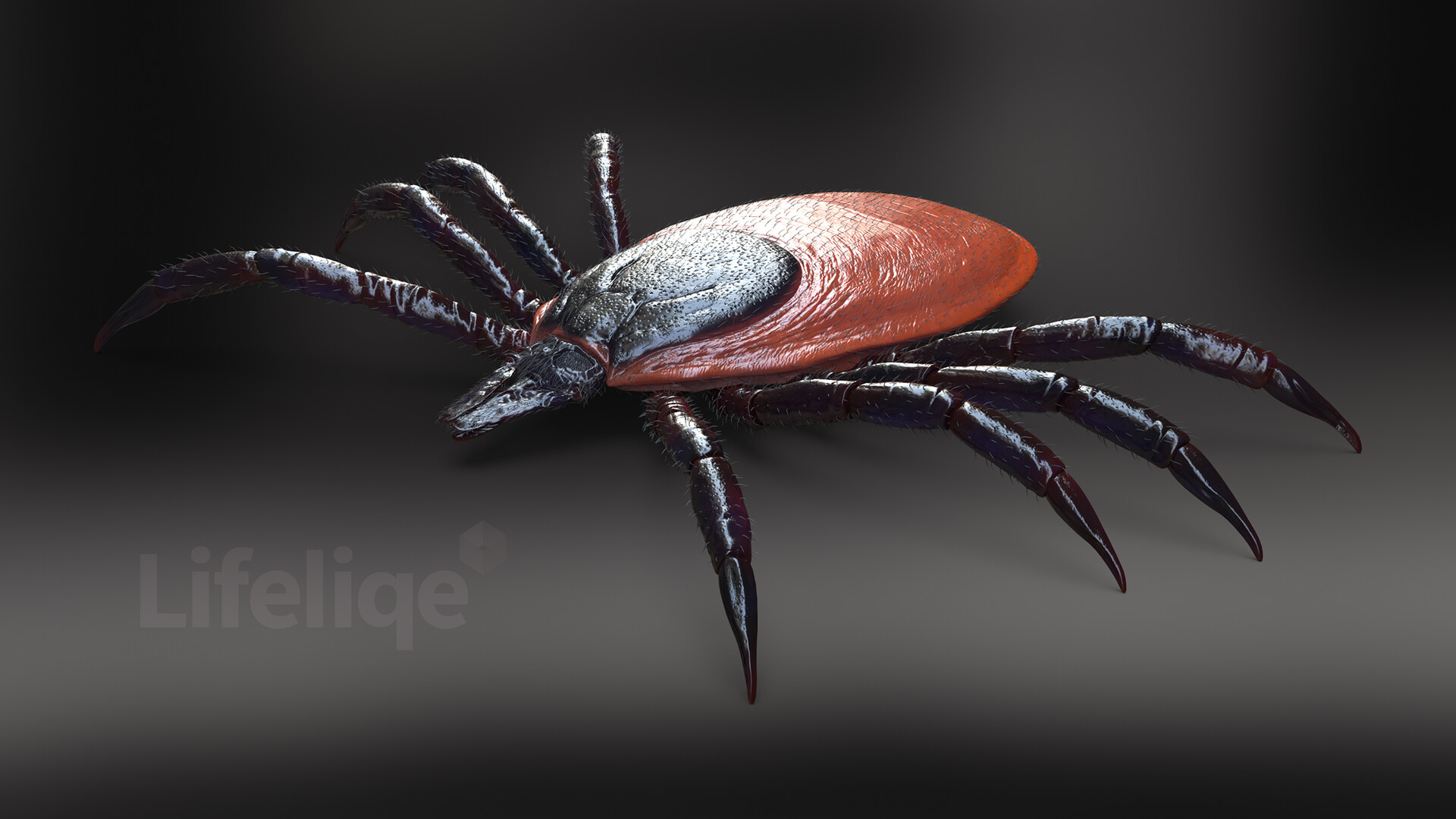 Roman Mrazek - Castor bean tick ( Ixodes ricinus )