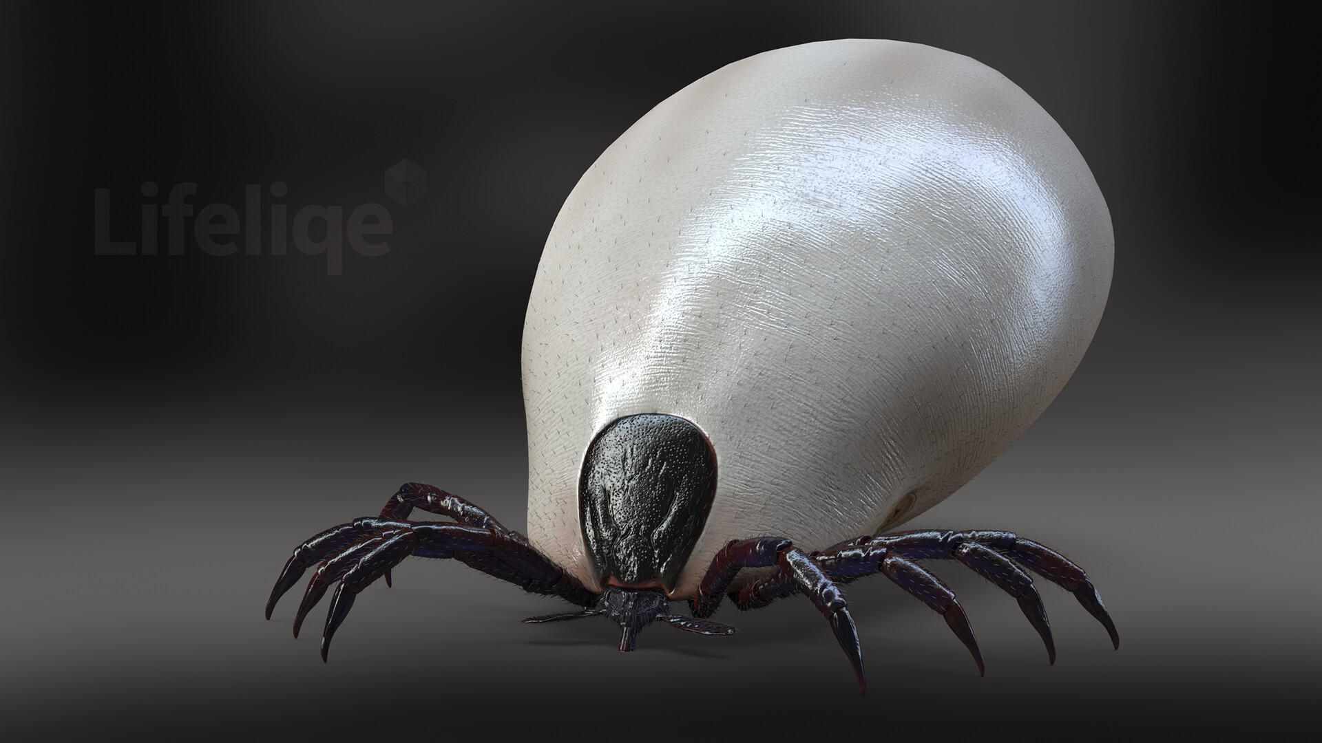 Roman Mrazek - Castor bean tick ( Ixodes ricinus )