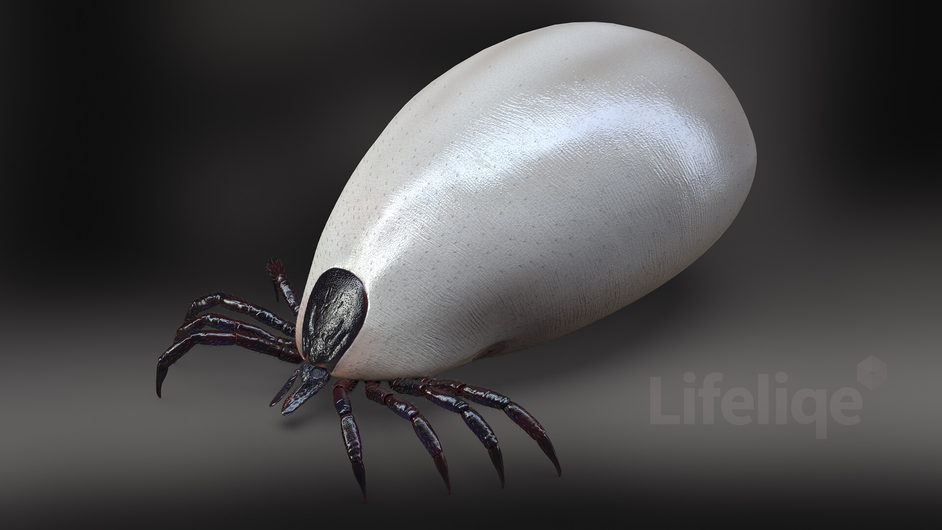 Roman Mrazek - Castor bean tick ( Ixodes ricinus )