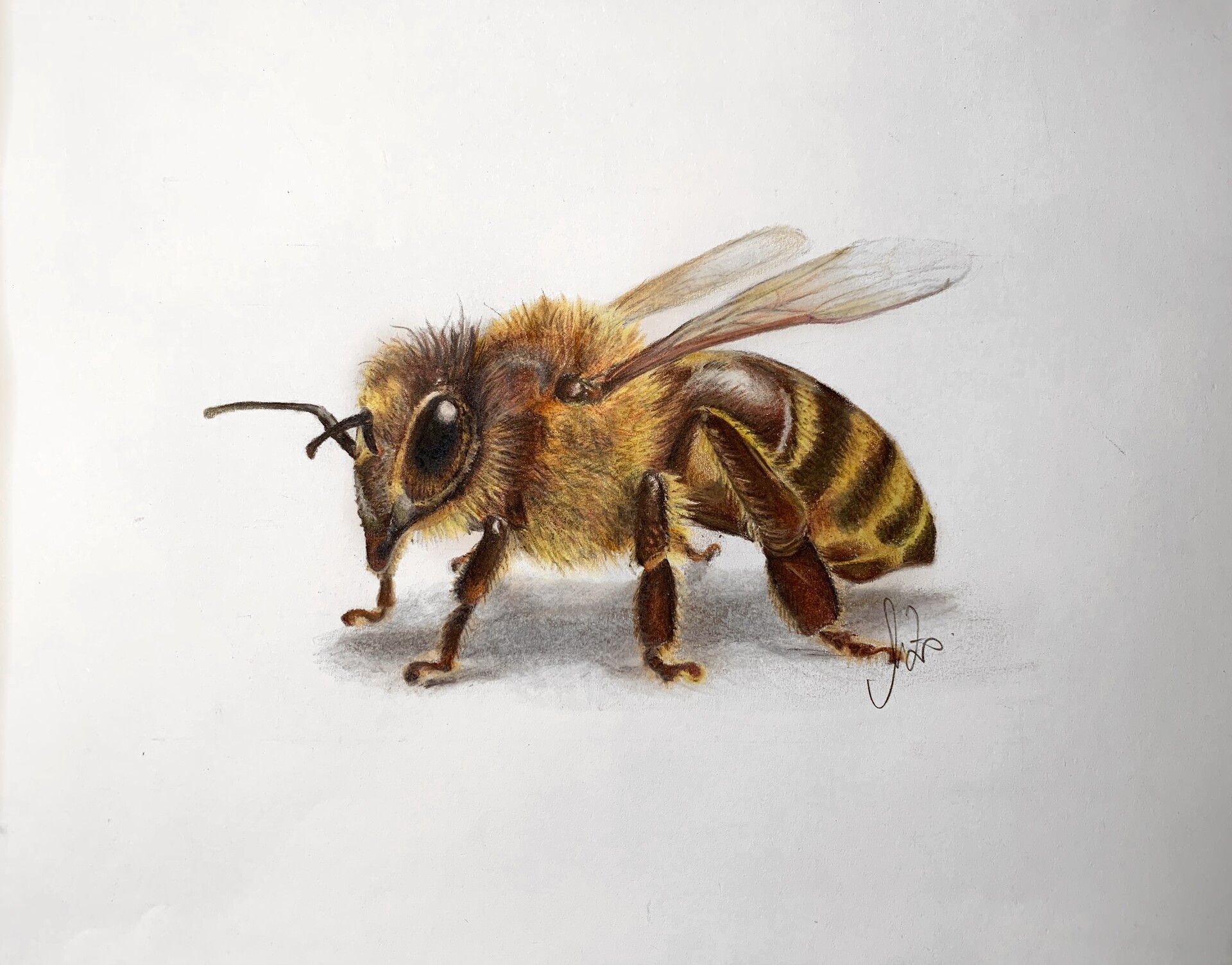 ArtStation - Arnold the Bee