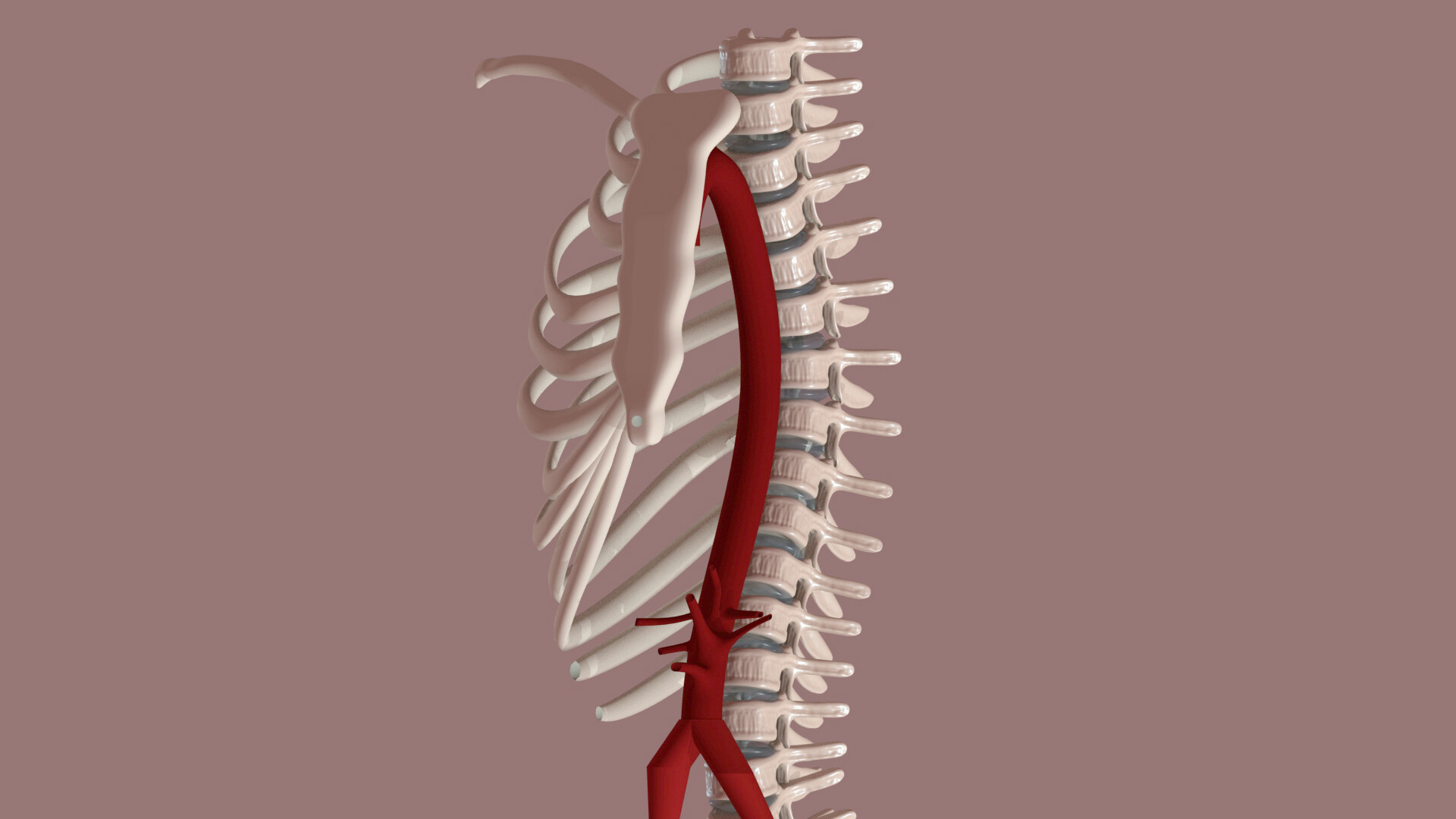 ArtStation - Ribs, Spine, and Aorta Model