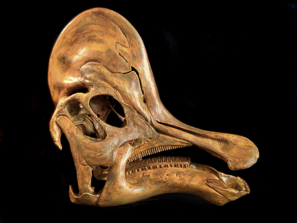 corythosaurus skull