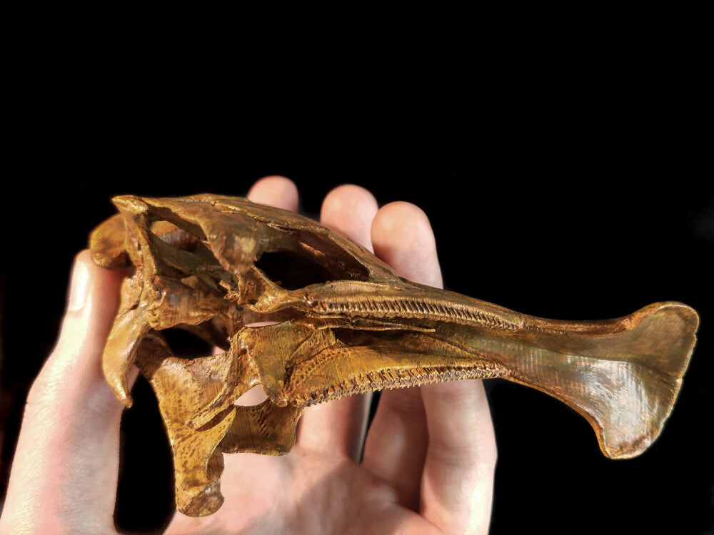 corythosaurus skull