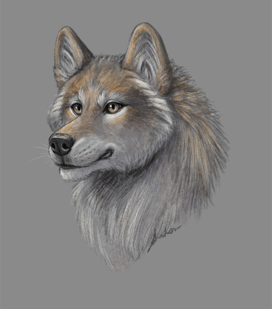 digital art how to draw a wolf