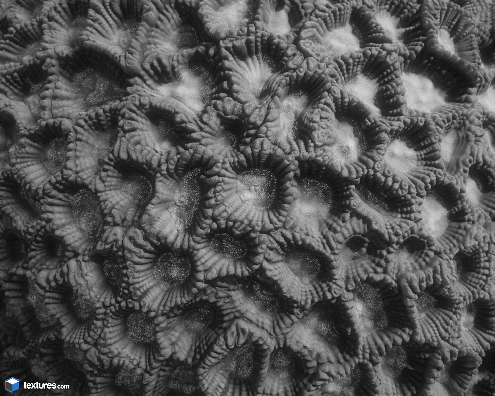 Max Kutsenko - Platygyra verweyi