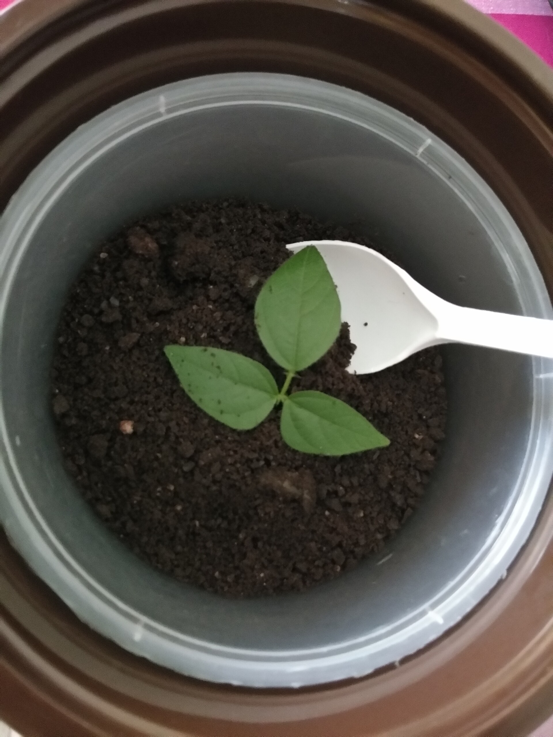 ArtStation - FAKE PLANT