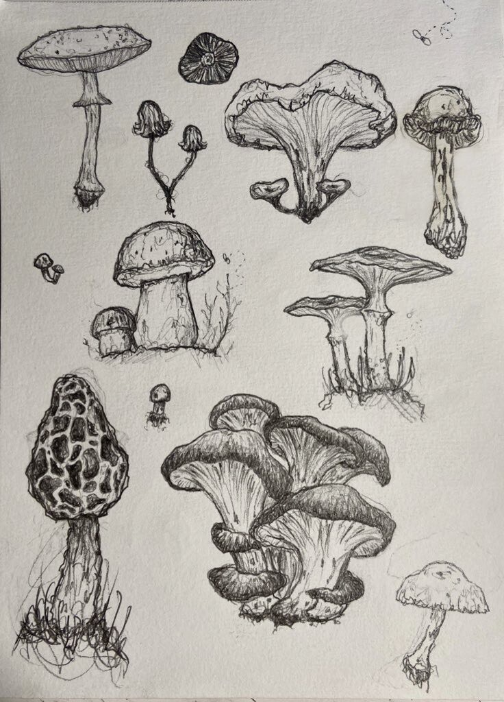 ArtStation - mushrooms study