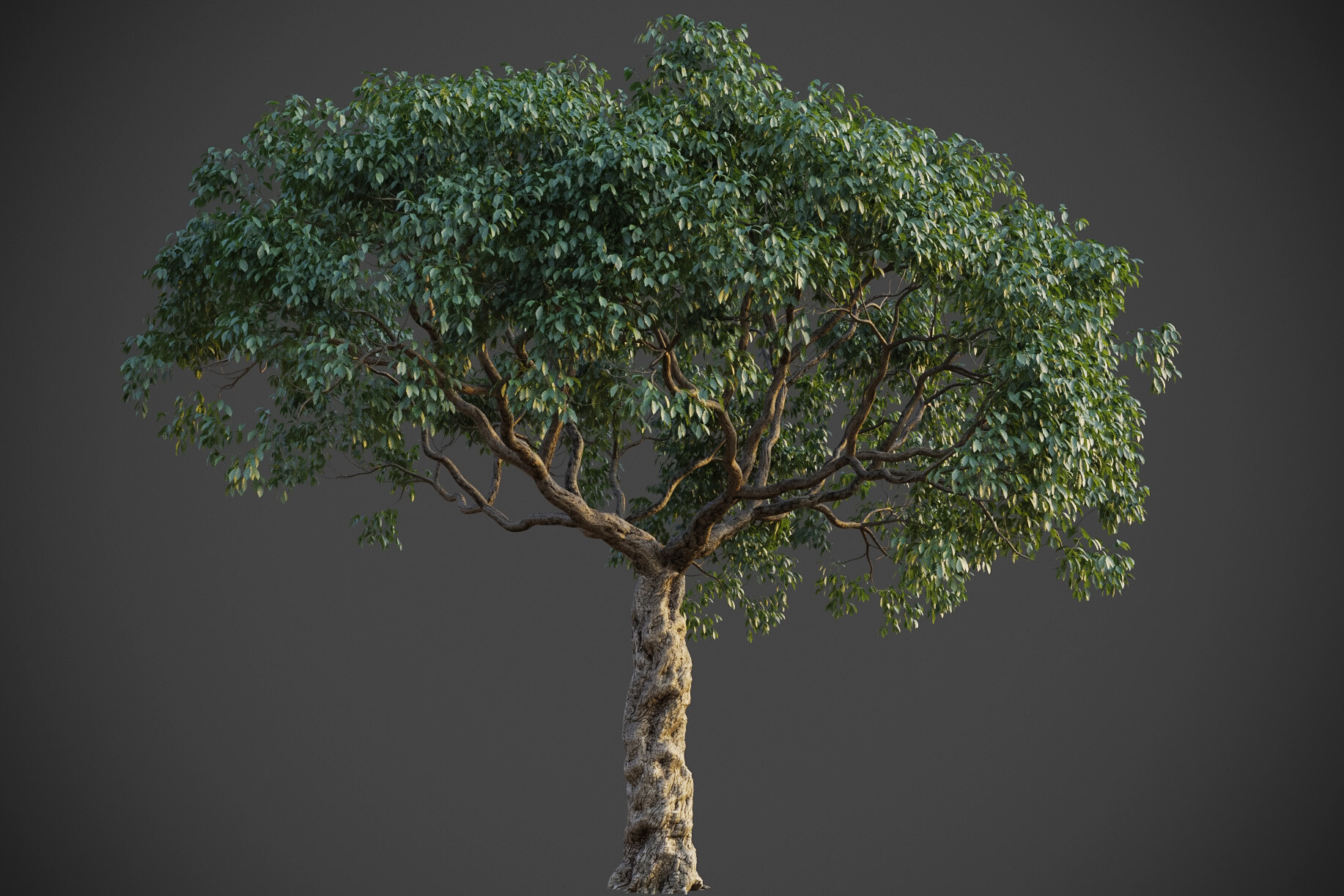 XFROG - XfrogPlants Southern Live Oak - Quercus Virginiana