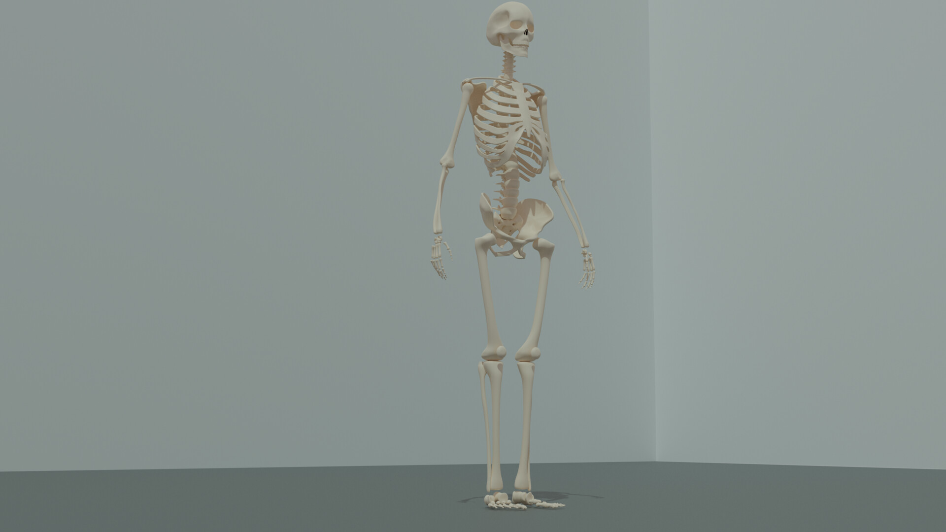 ArtStation - Skeleton 206 modeled bones