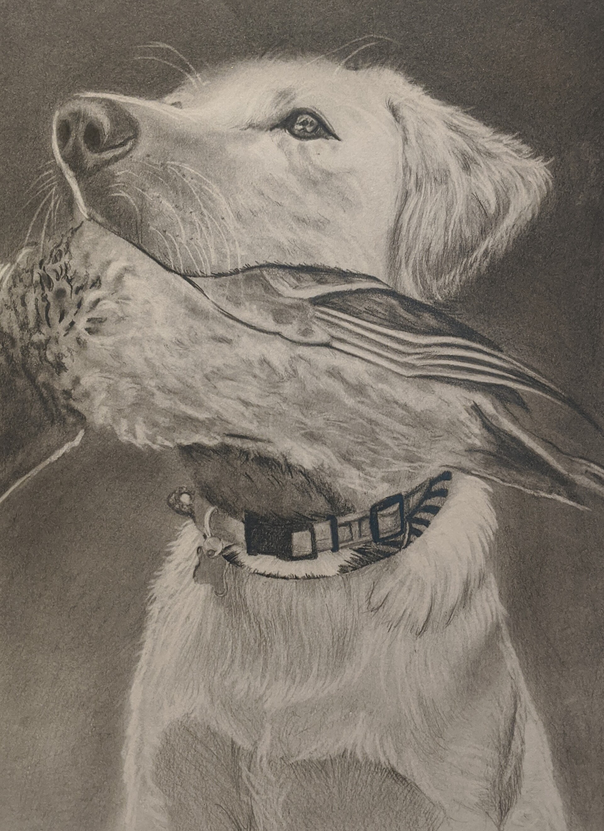 ArtStation - Stella Dog Portrait