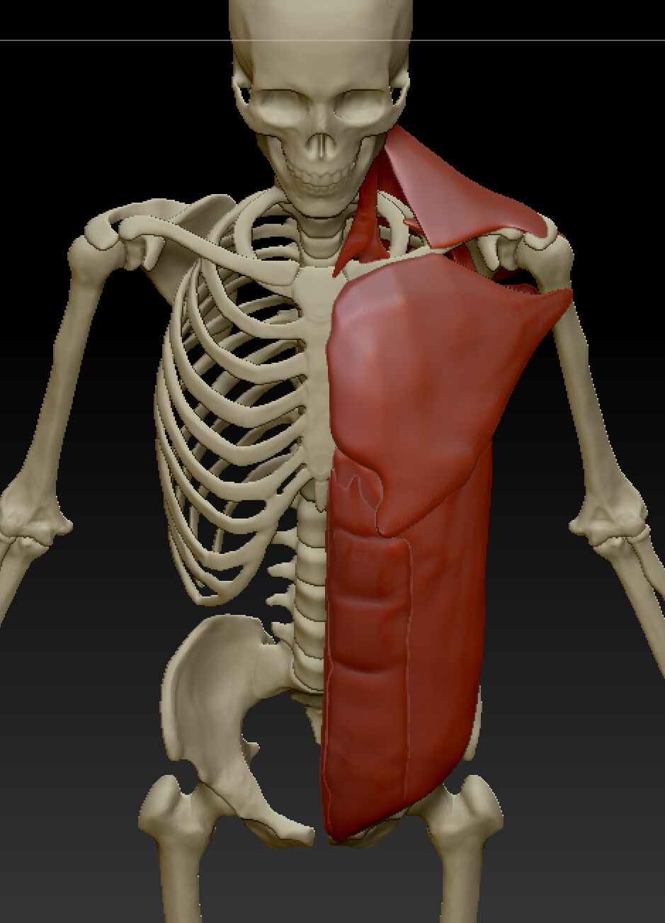 Phoebe Lineberry - Human Body - Torso, Neck, and Back