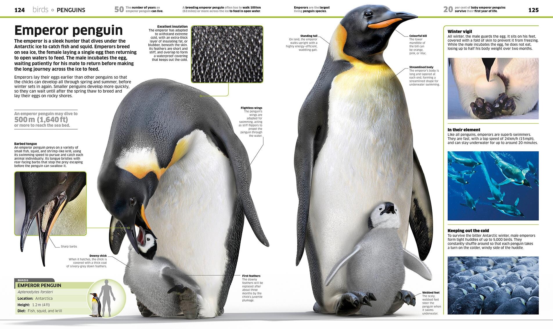 ArtStation - Penguin family