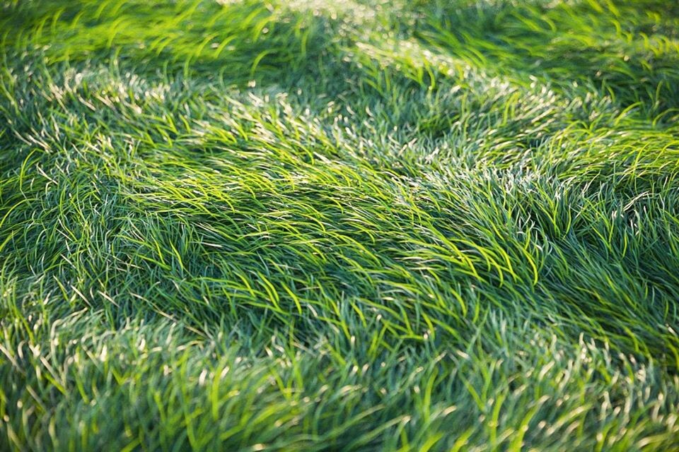 ArtStation - HQ Grass