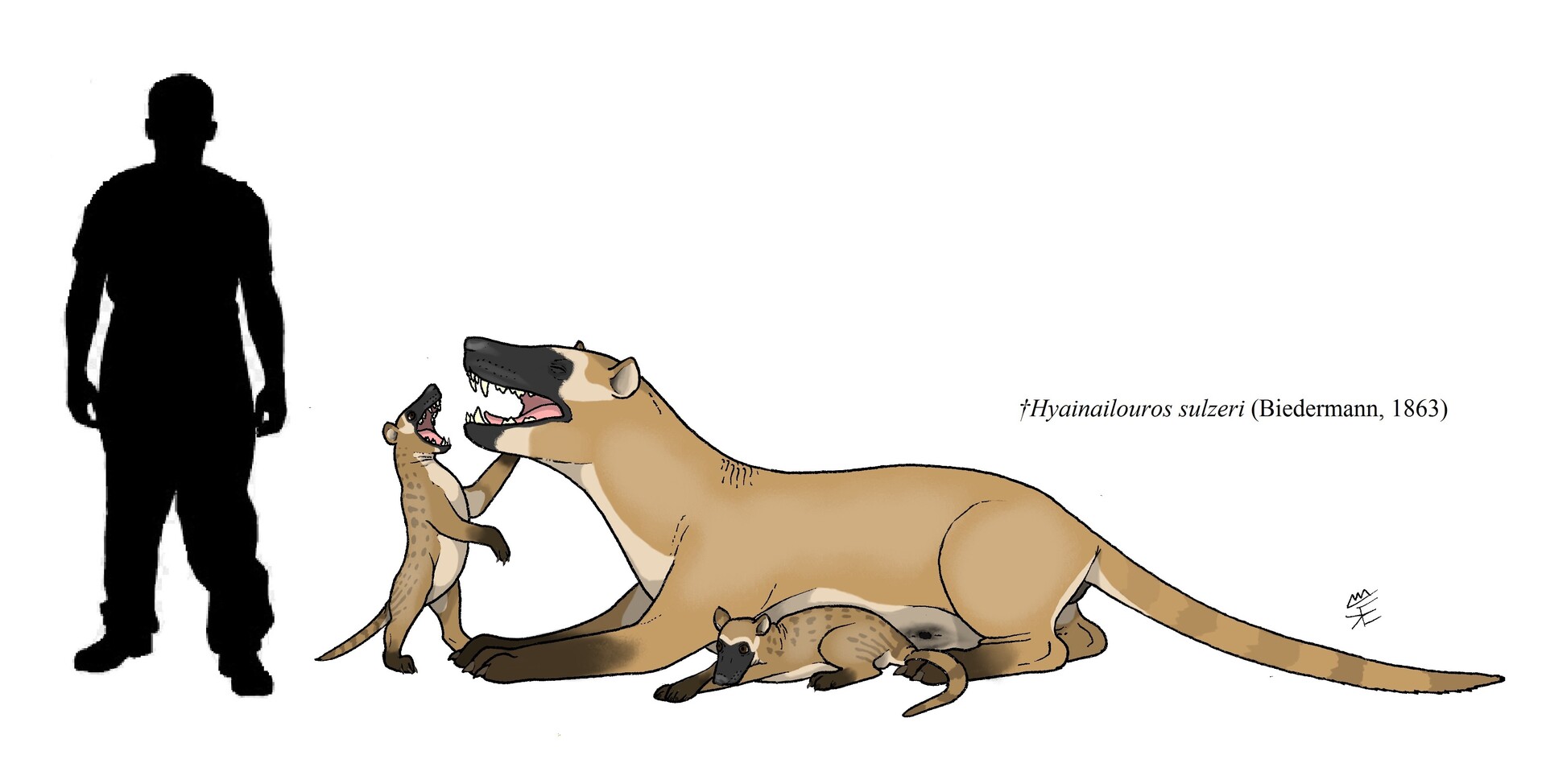 Thomas Sutton - Hyainailouros sulzeri