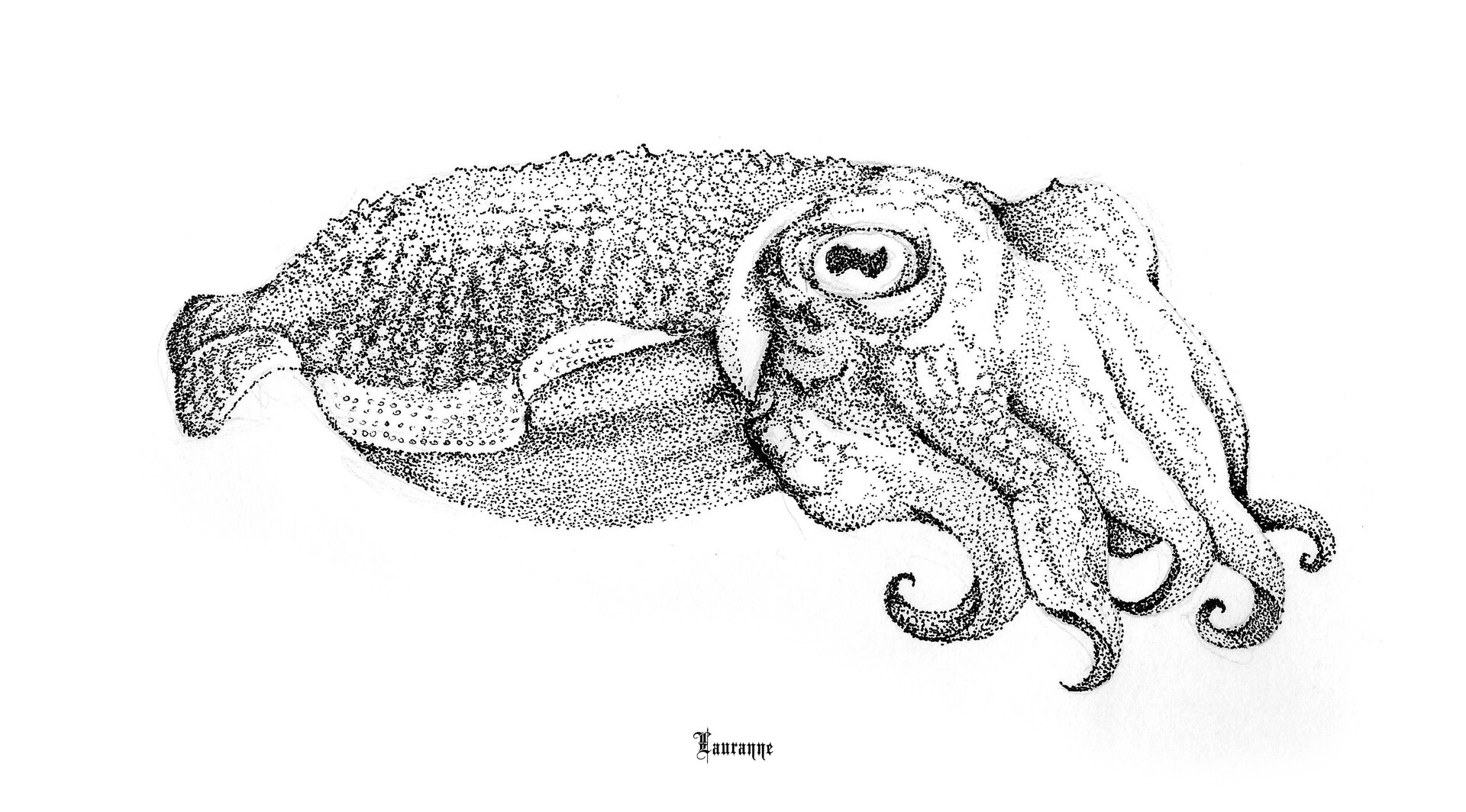 cuttlefish coloring pages