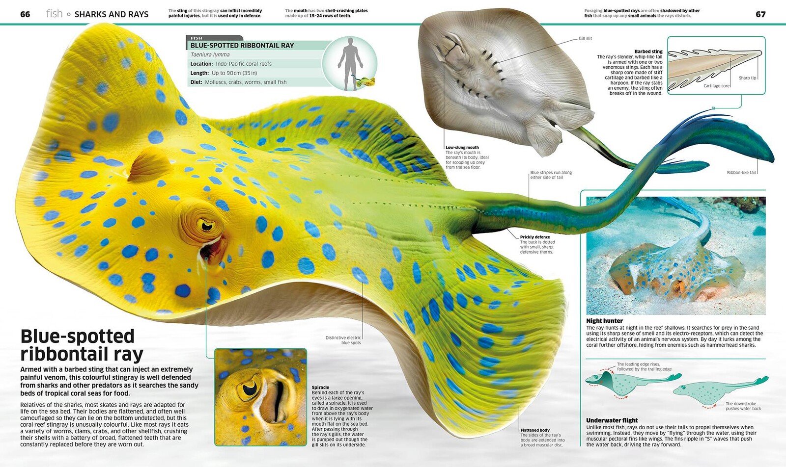 Peter Minister - Manta Ray